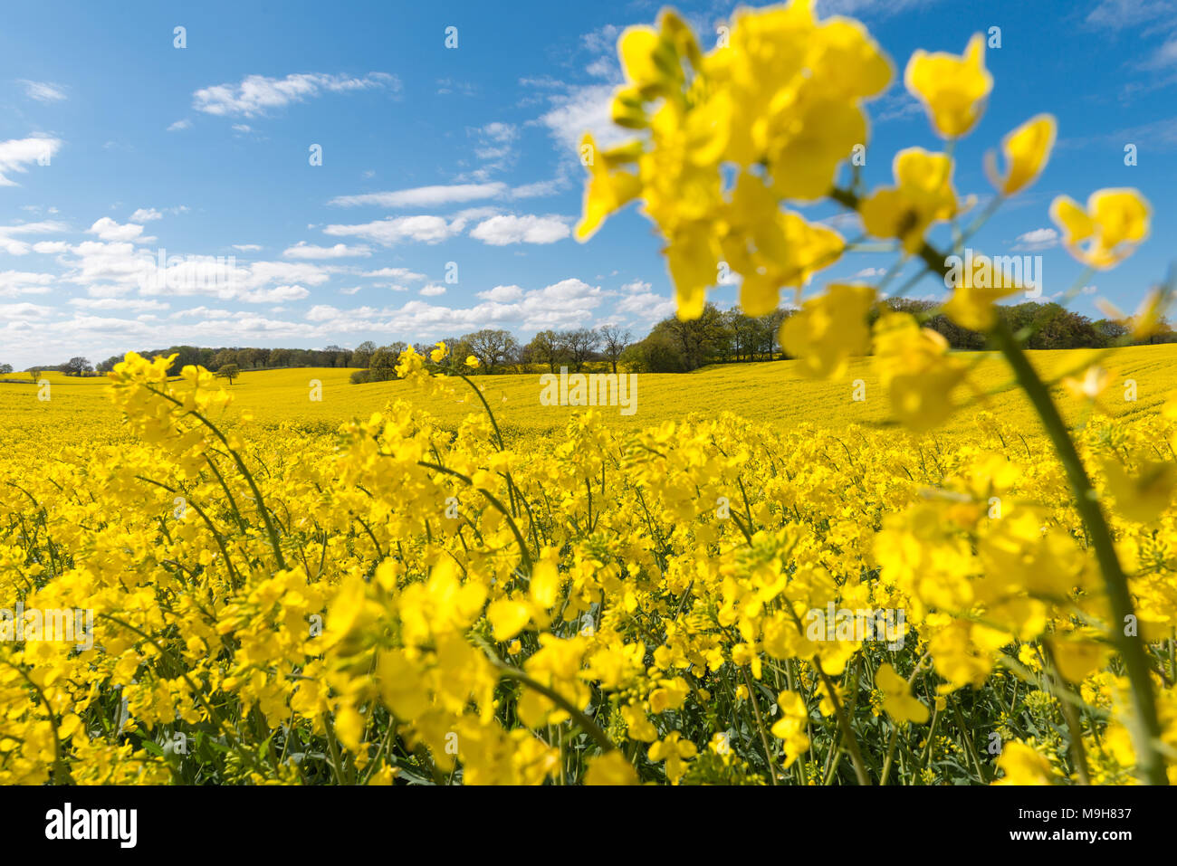 Field of rape in the hilly part of Schleswig-Holstein near Plön ...