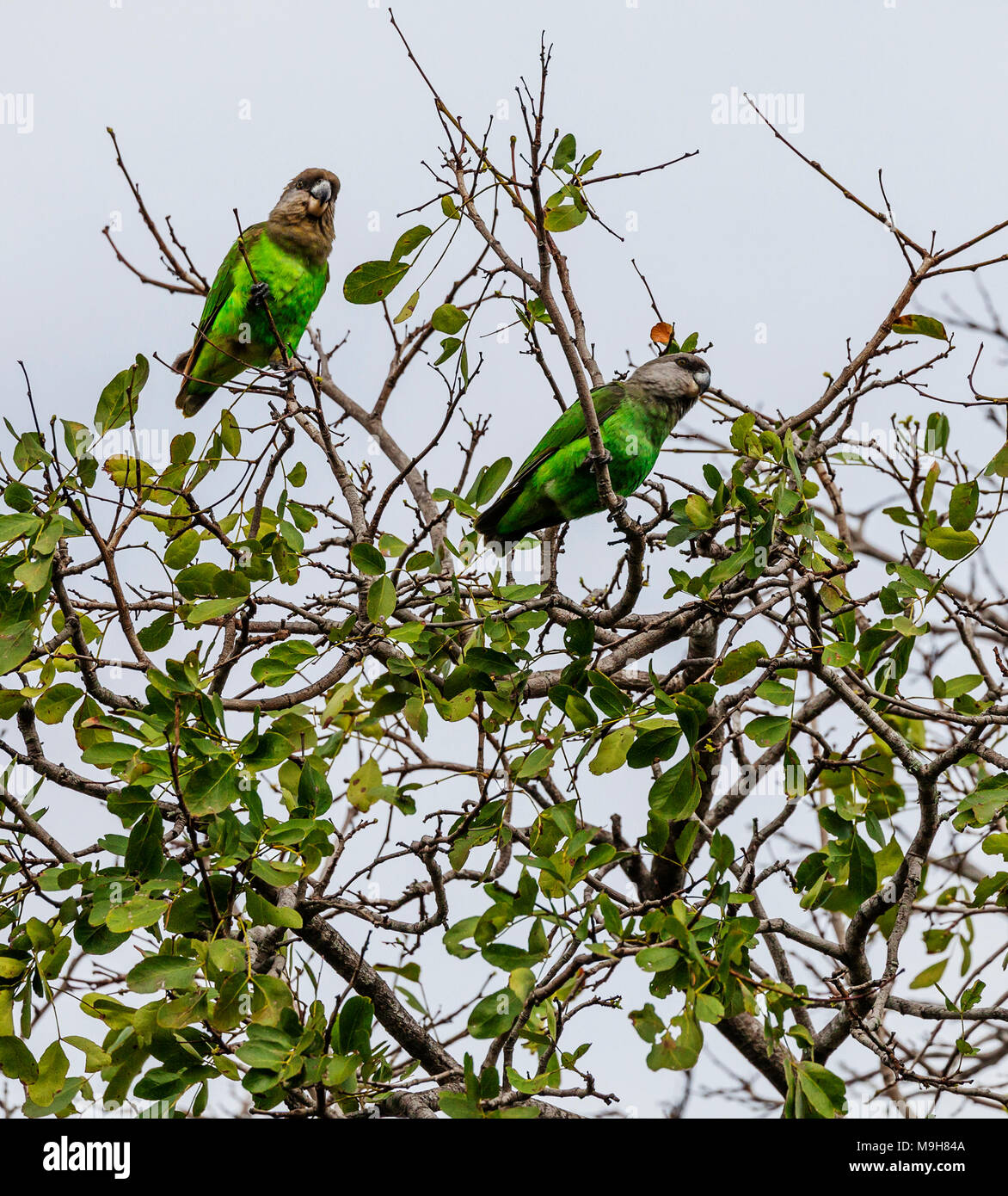 Parrots of africa hi-res stock photography and images - Alamy