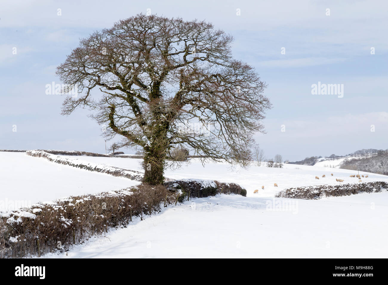 Row of bushes hi-res stock photography and images - Alamy