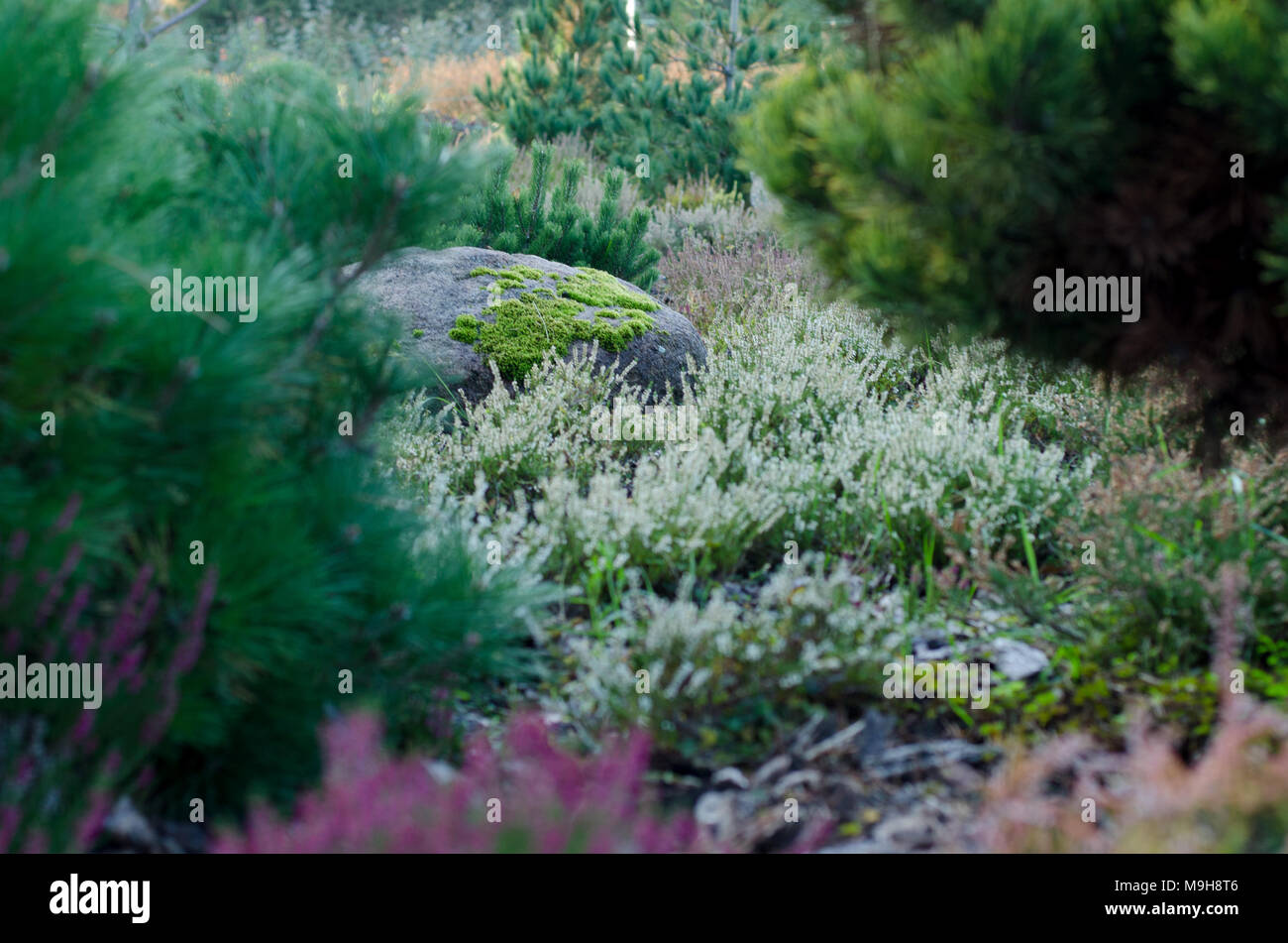 Autumn landscape, big stone with moss in a garden design Stock Photo ...