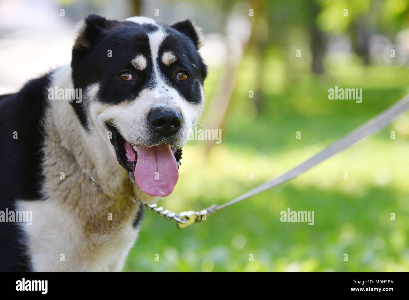 Turkmen shepherd dog hi-res stock photography and images - Alamy