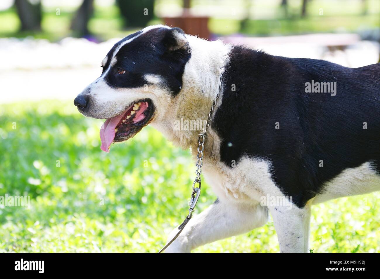 Turkmen shepherd dog hi-res stock photography and images - Alamy