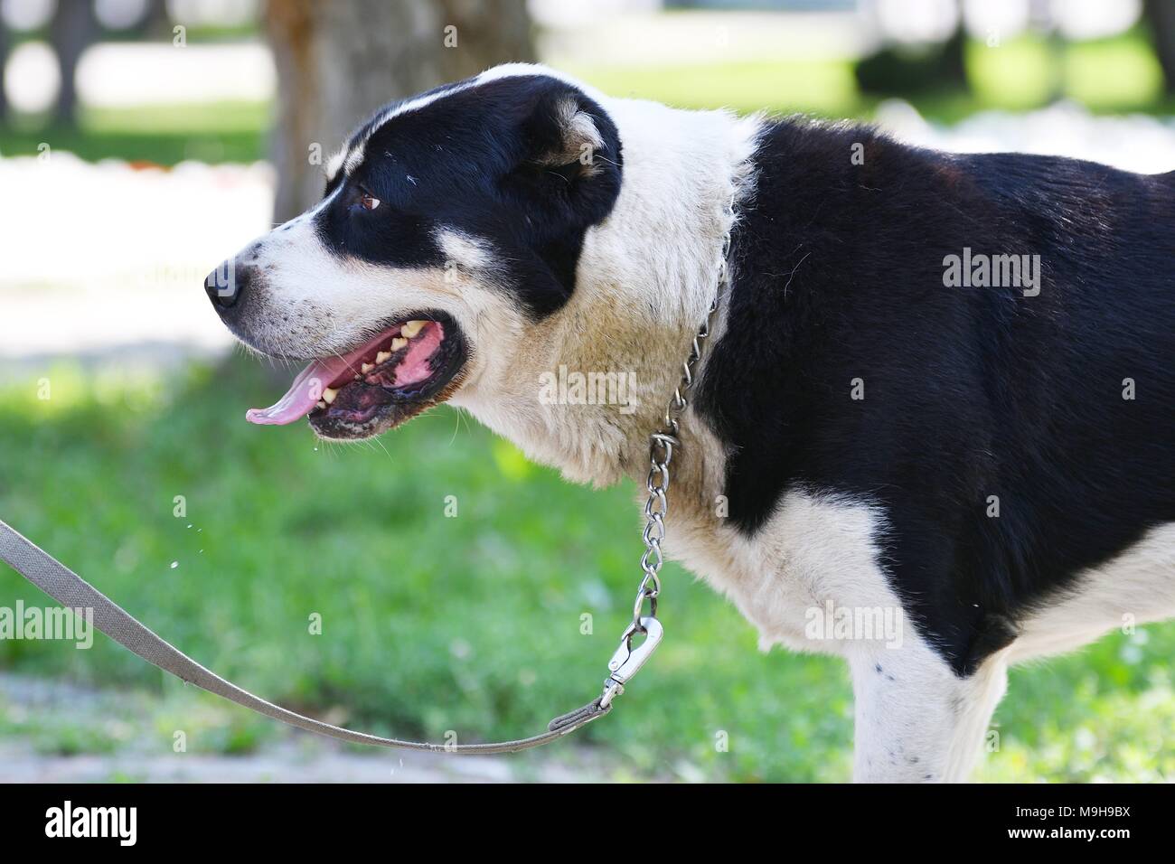 Turkmen shepherd dog hi-res stock photography and images - Alamy