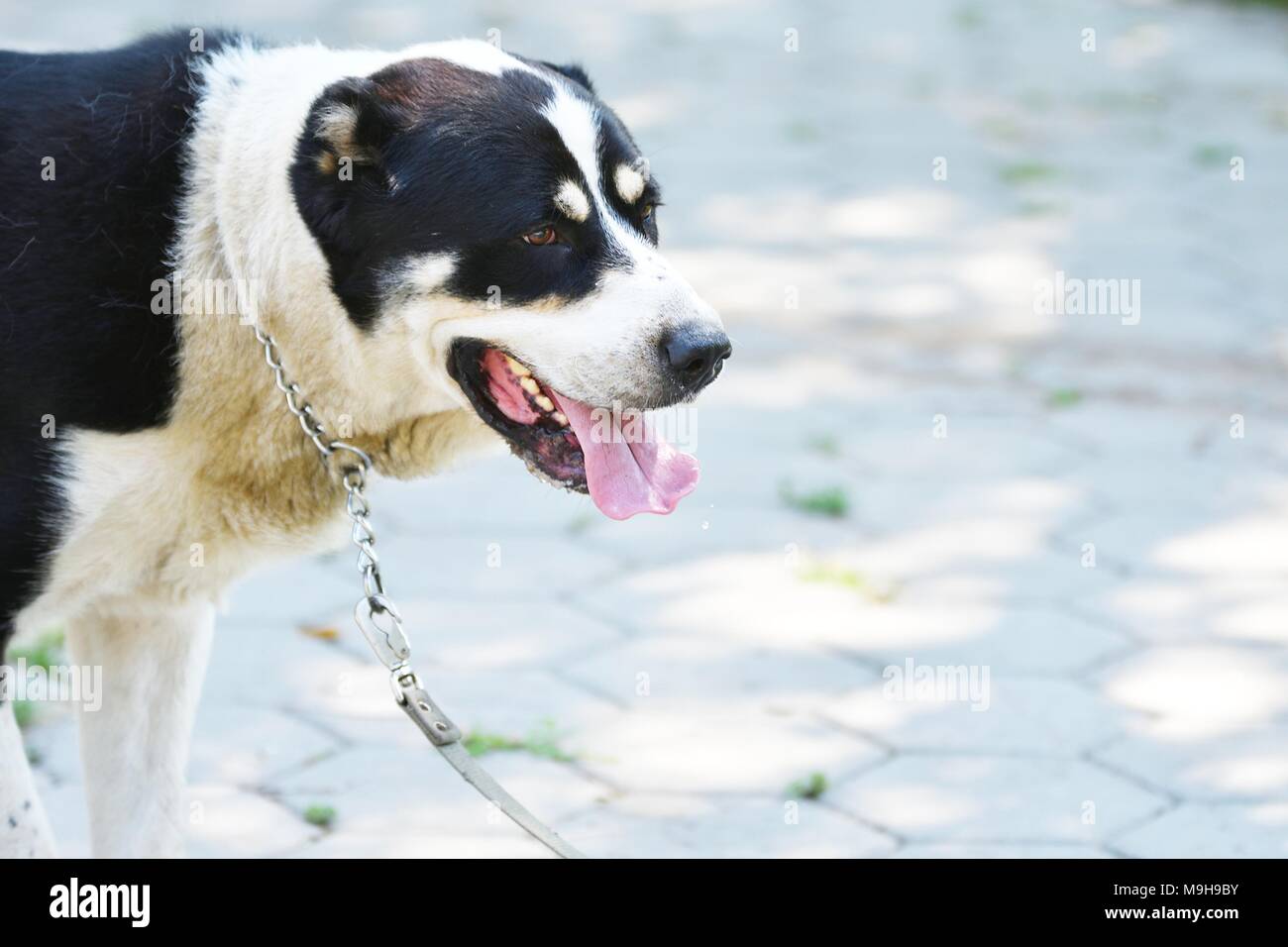 Turkmen shepherd dog hi-res stock photography and images - Alamy