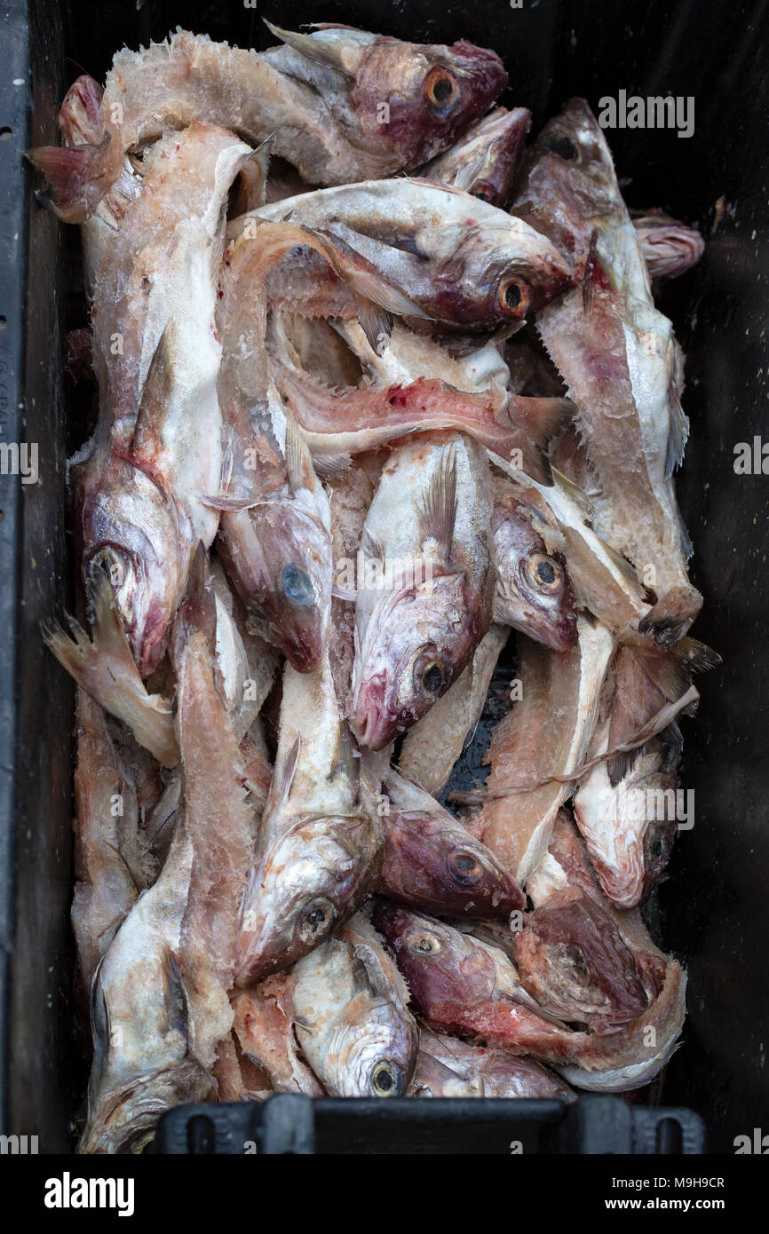 Rotten fish hi-res stock photography and images - Alamy