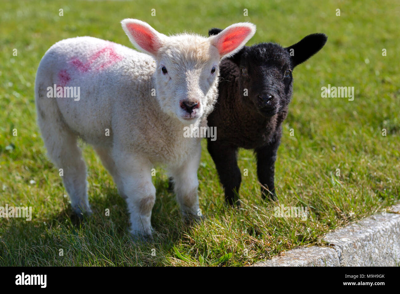 Black lamb spring easter hi-res stock photography and images - Alamy