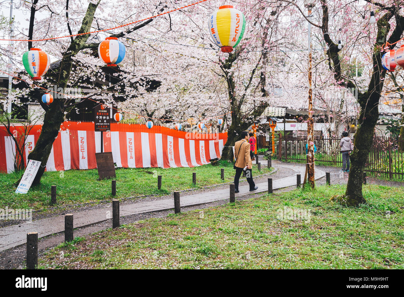 Kyoto cherry blossom shrine hi-res stock photography and images - Alamy