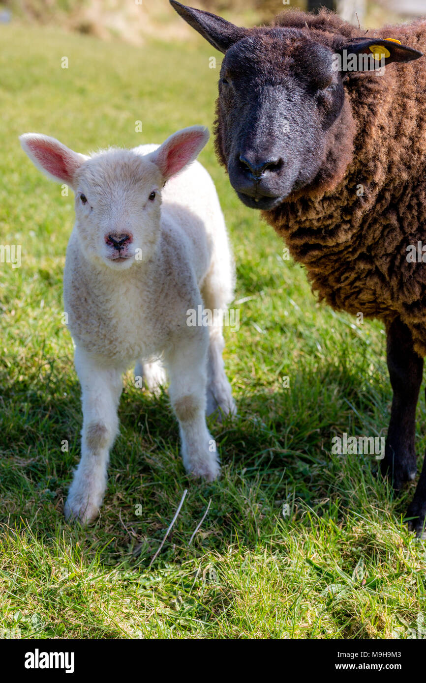 Ewe lambing hi-res stock photography and images - Alamy