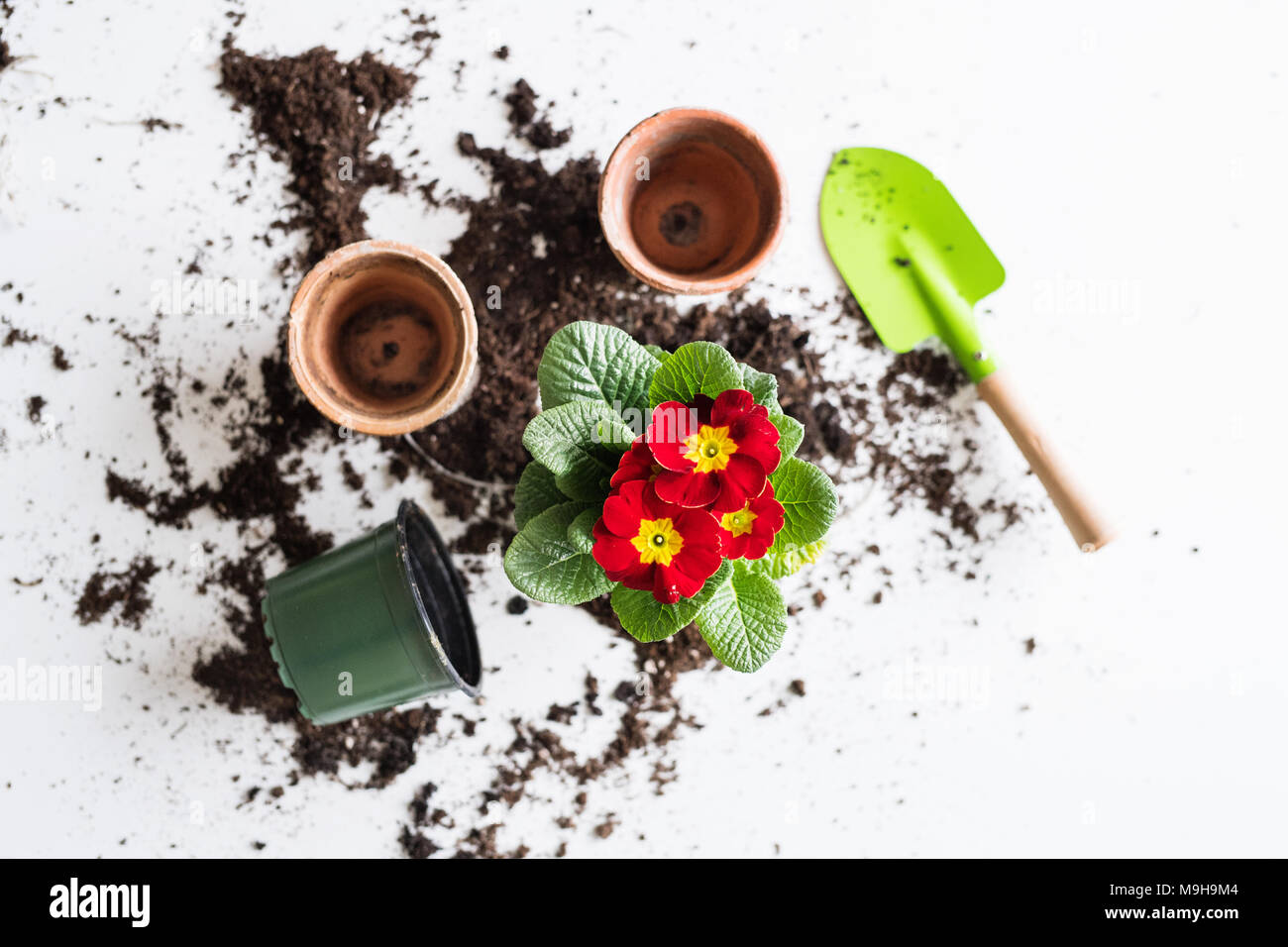 Yellow garden planting composition hi-res stock photography and images ...