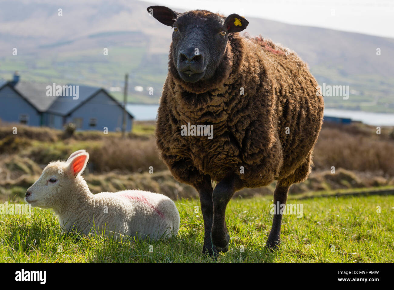Baby lamb hi-res stock photography and images - Alamy