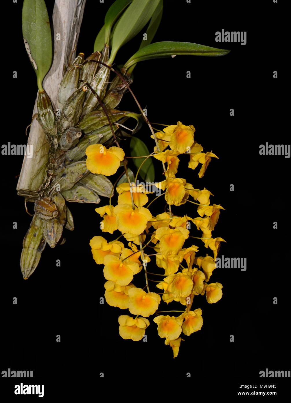 beautiful wild orchid (Dendrobium lindleyi) in south of Thailand Stock ...