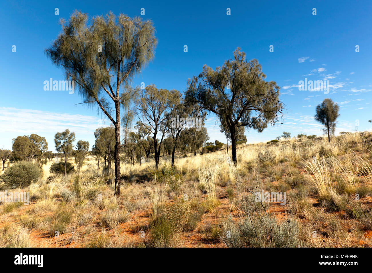 Desert flora hi-res stock photography and images - Alamy