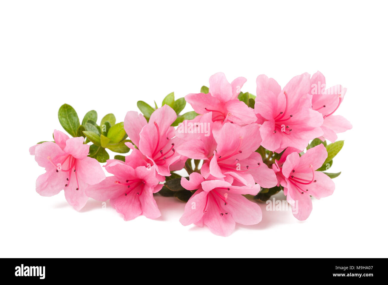 Azaleas hi-res stock photography and images - Alamy