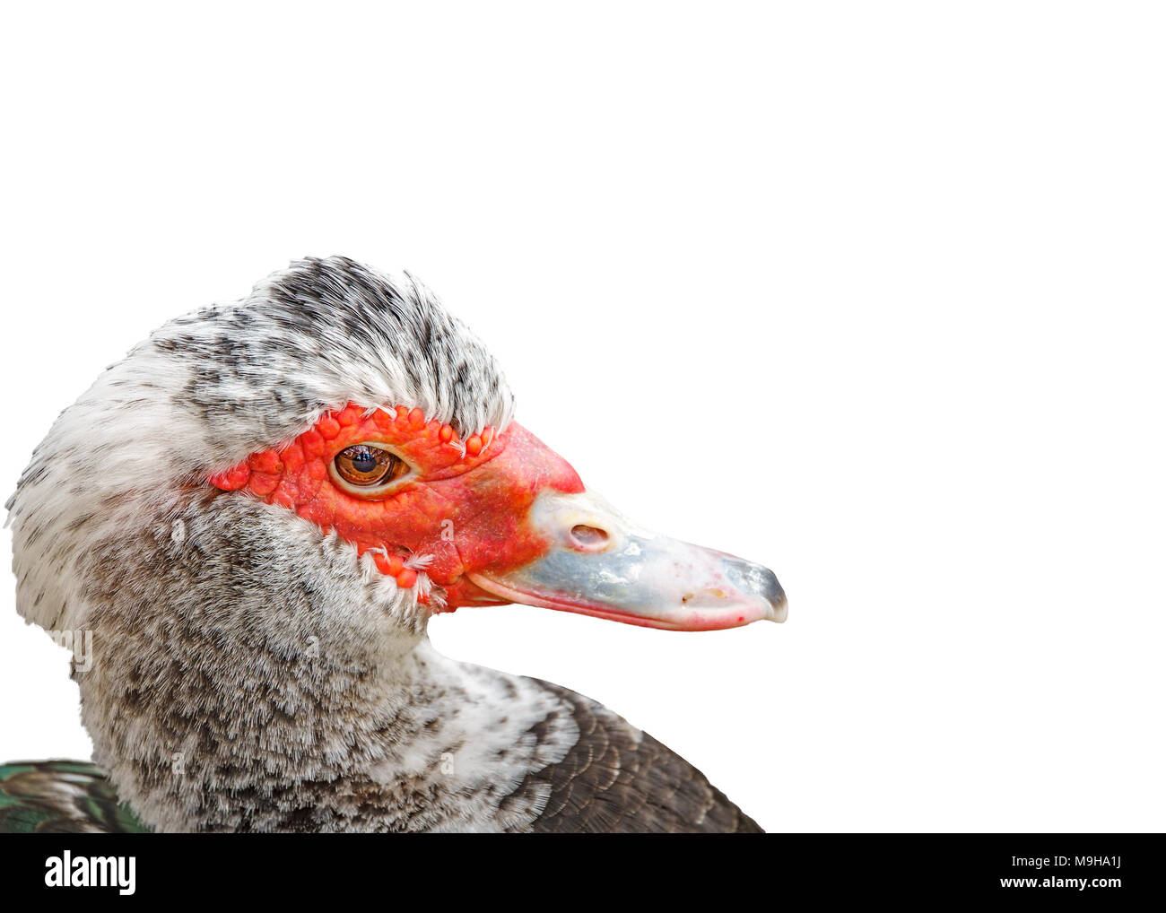 Profile of female duck head on white Stock Photo - Alamy