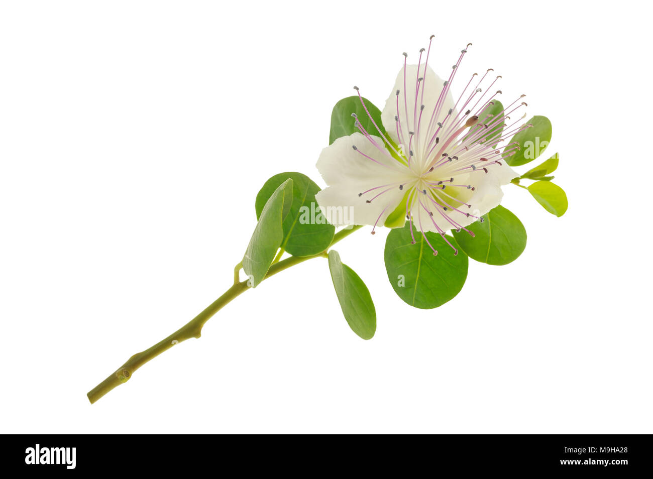 Caper flower hi-res stock photography and images - Alamy