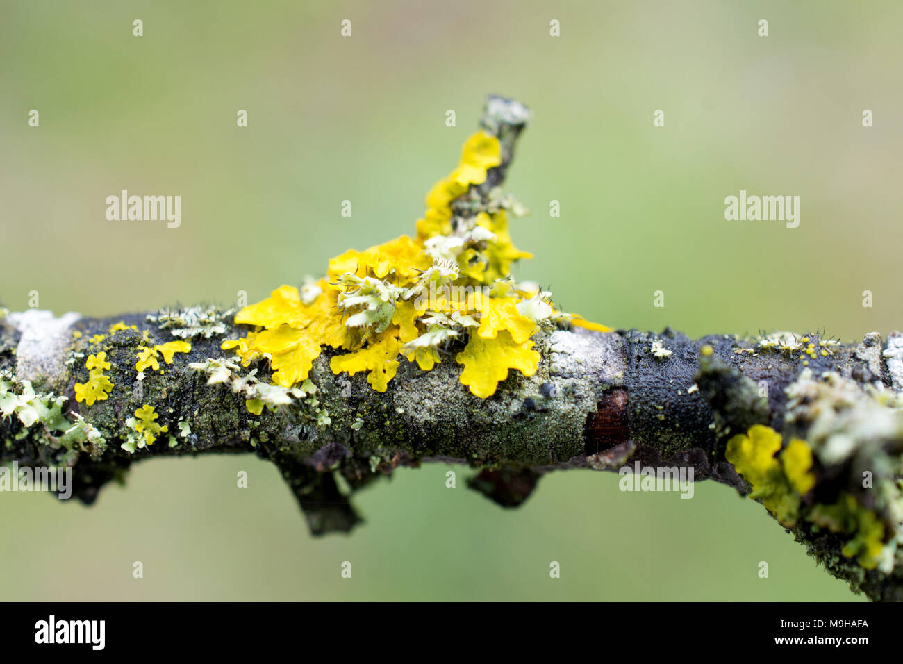 Yellow lichen on the tree branch .image of a Stock Photo - Alamy