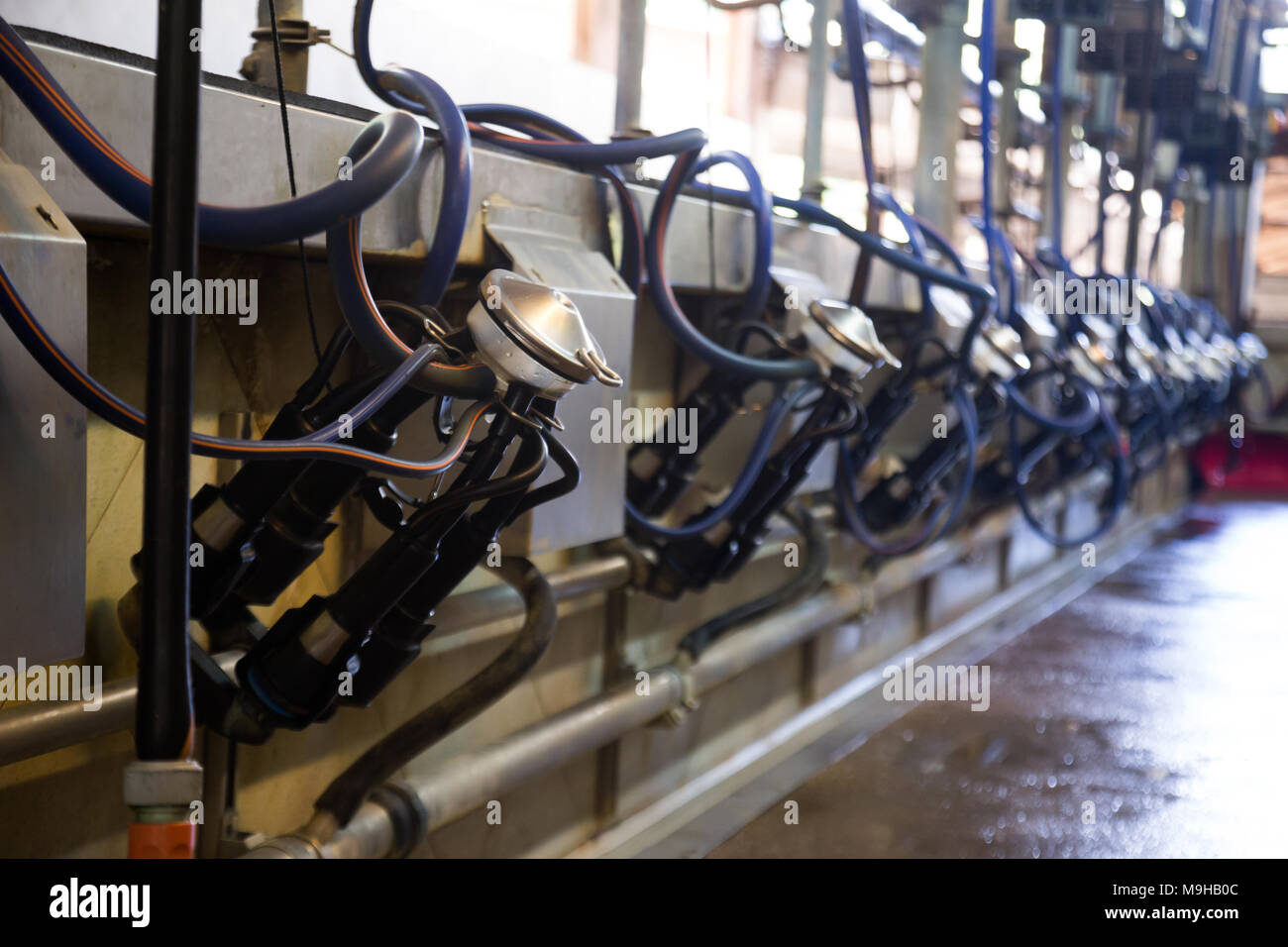 Milking cow milking plant hi-res stock photography and images - Alamy