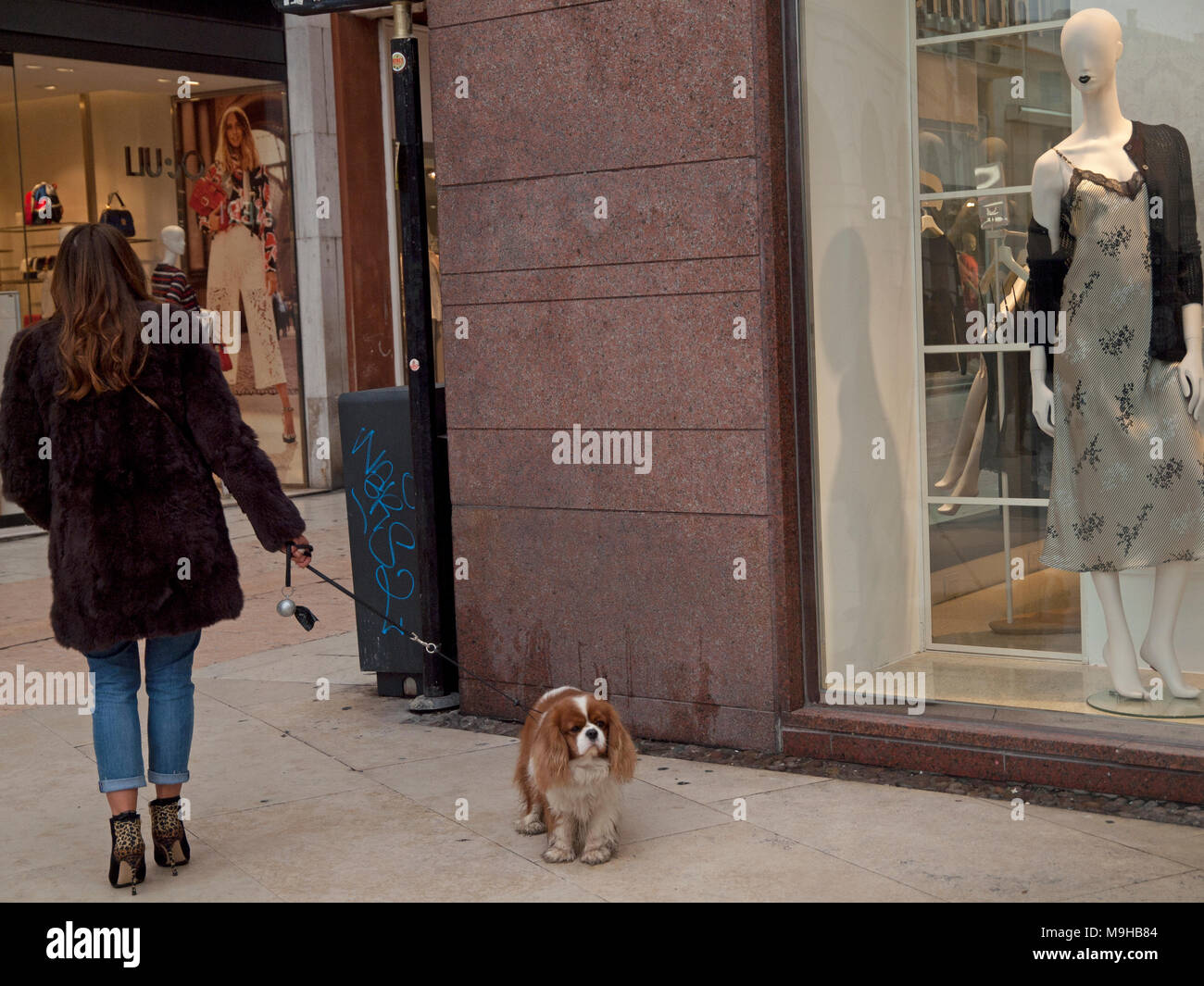 Window shopping with the dog in Verona Stock Photo - Alamy