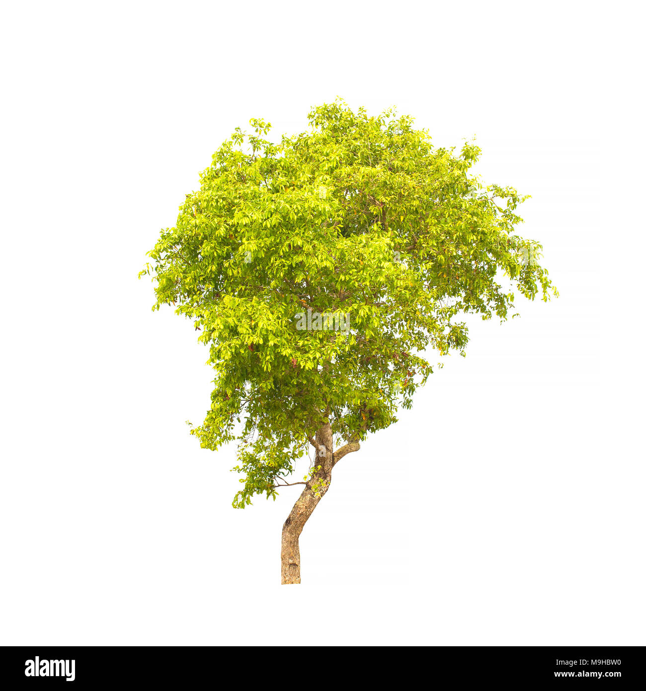 Tree isolated on white background. Collection of tree isolated Stock ...