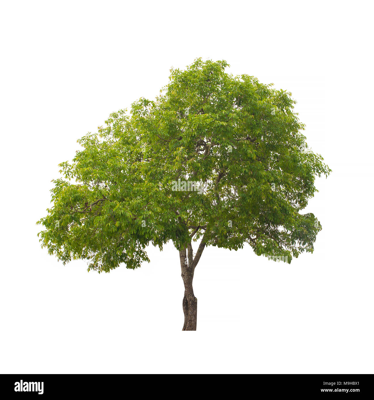 Tree isolated on white background. Collection of tree isolated Stock ...