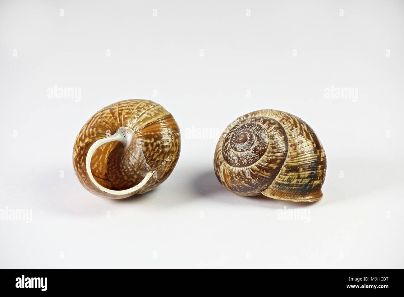 Invasive snail species hi-res stock photography and images - Alamy
