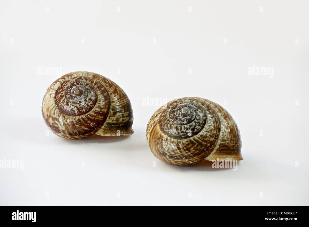 Invasive land snail hi-res stock photography and images - Alamy
