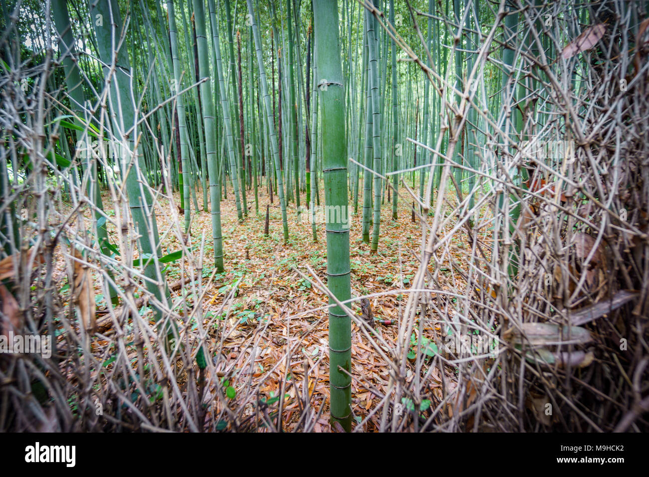 Bamboo pathway hi-res stock photography and images - Alamy