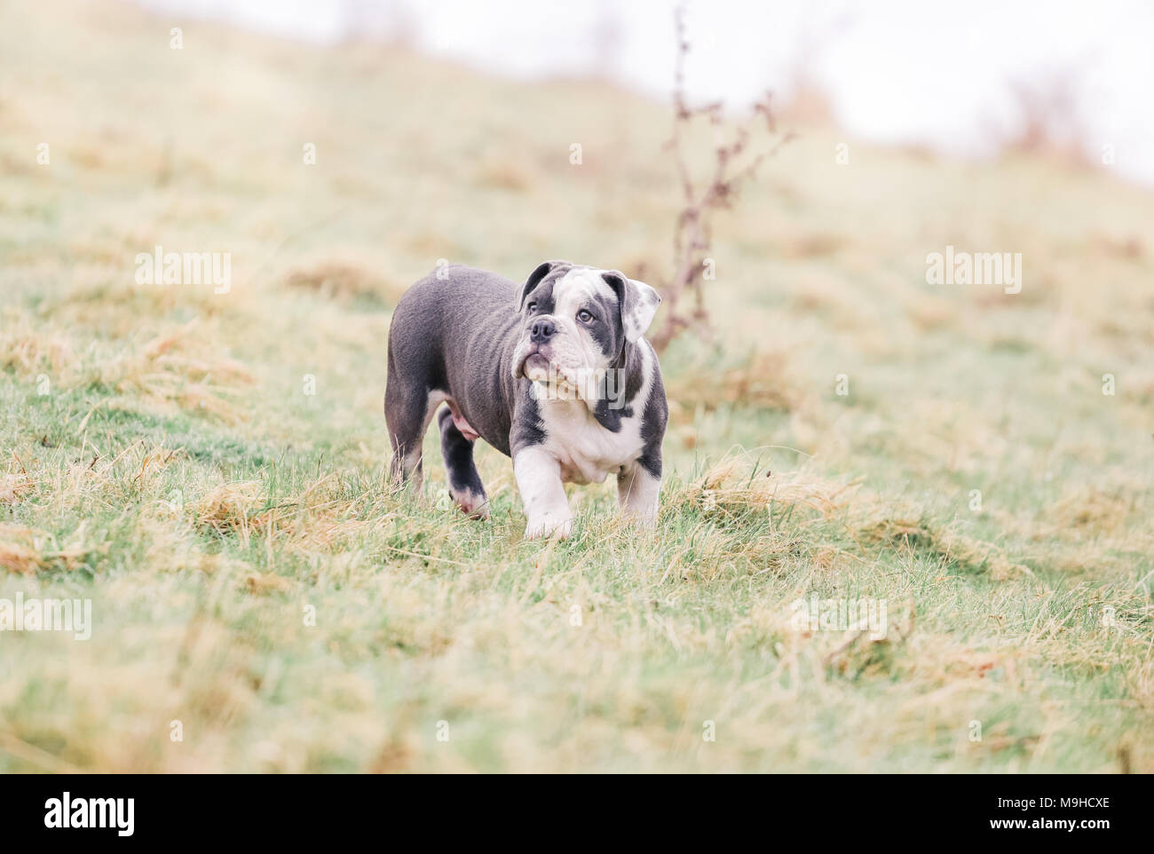 Dog family english bulldog family hi-res stock photography and images ...