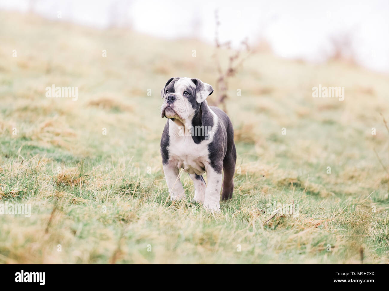 Blue English / British Bulldog puppy out for a walk in the countryside ...