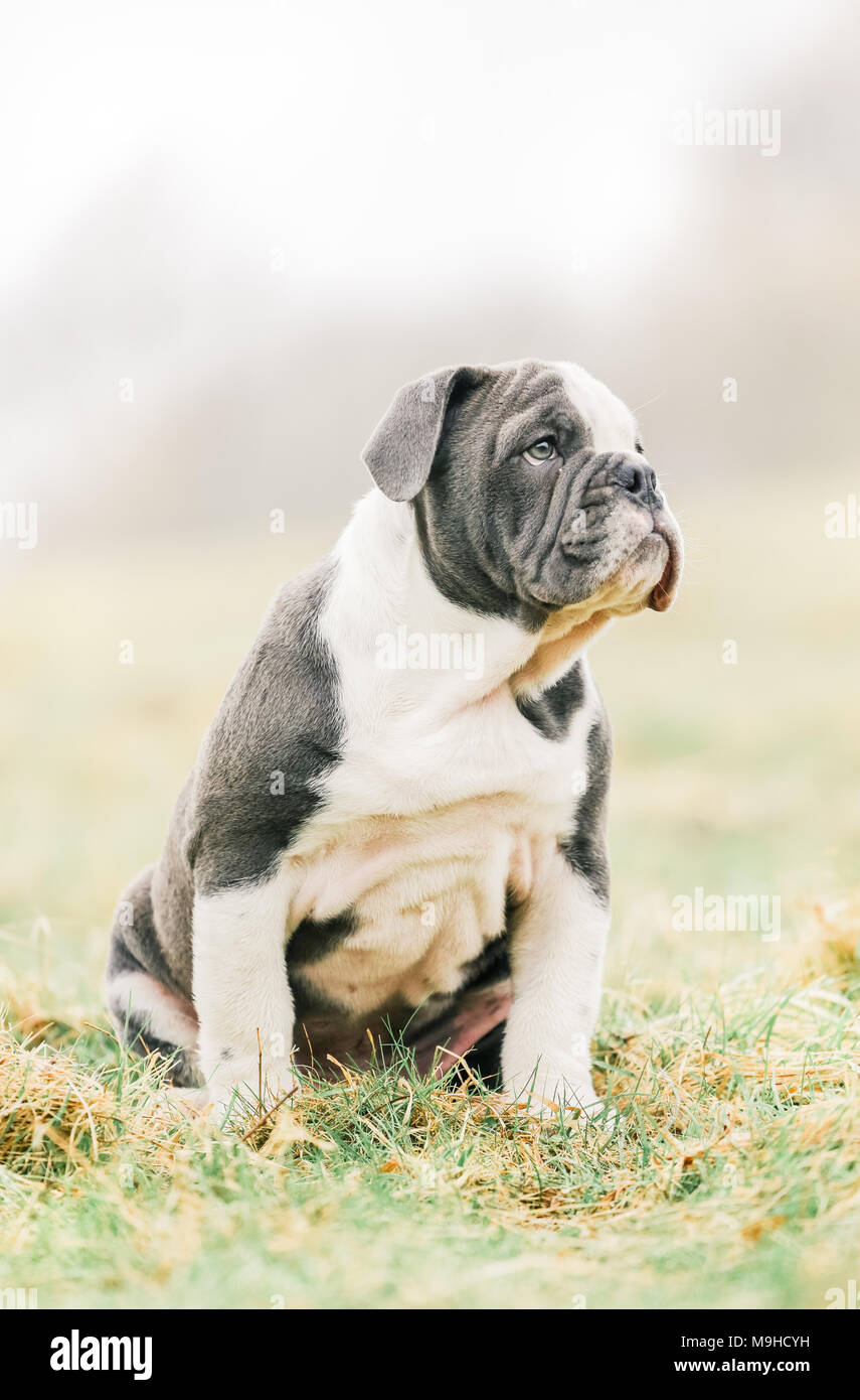 Blue english bulldog hi-res stock photography and images - Alamy