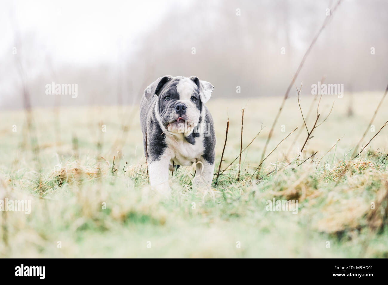 Blue English / British Bulldog puppy out for a walk in the countryside ...