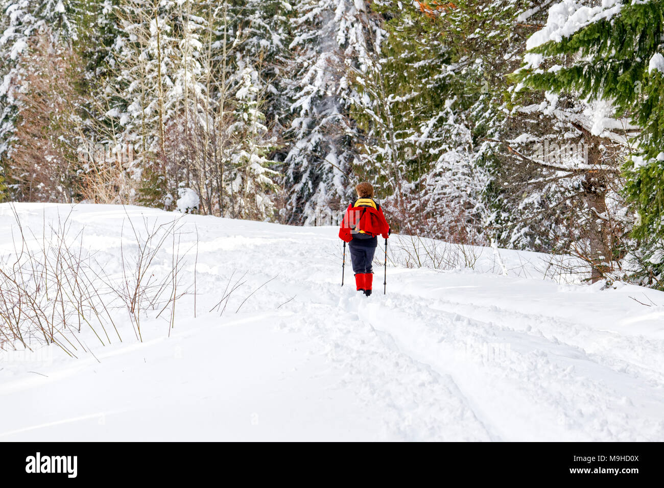 43,160.09802 Woman in red cross-country skiing a hiking trail in a ...