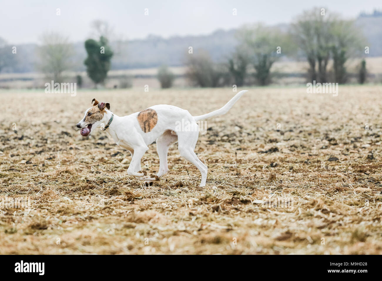 Lurcher dog out on a walk in the countryside, UK Stock Photo - Alamy