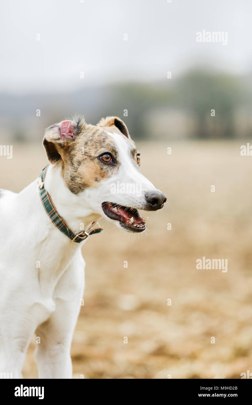 Lurcher dog out on a walk in the countryside, UK Stock Photo - Alamy