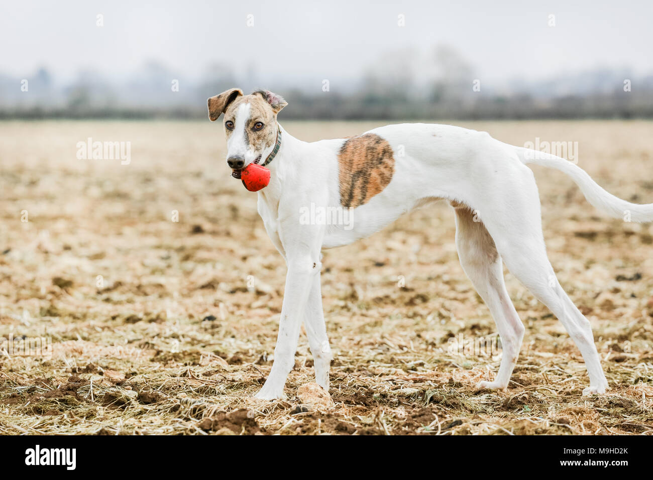 Whippet lurchers hi-res stock photography and images - Alamy