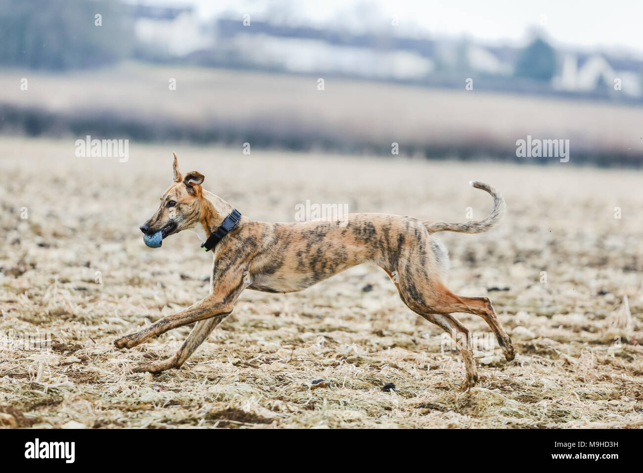 Lurcher dog out on a walk in the countryside, UK Stock Photo - Alamy