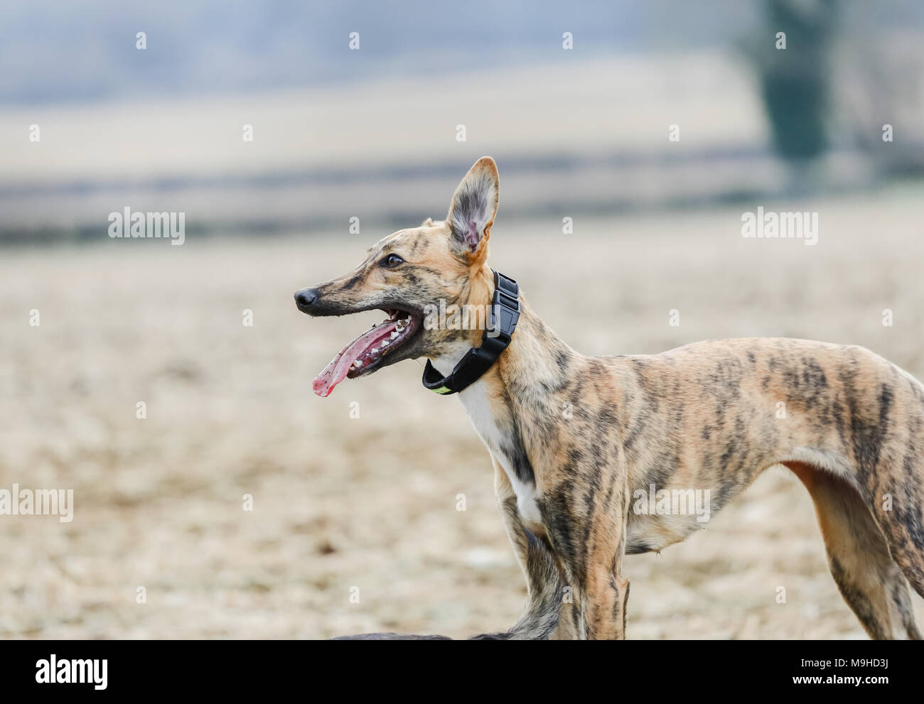 Brindle lurcher dog hi-res stock photography and images - Alamy