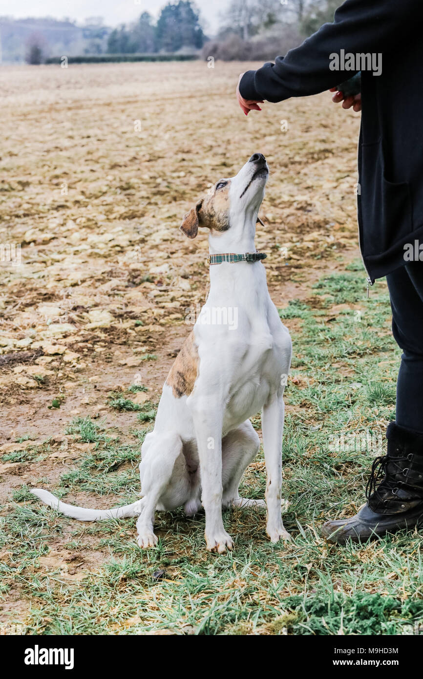 Lurcher dog out on a walk in the countryside, UK Stock Photo - Alamy