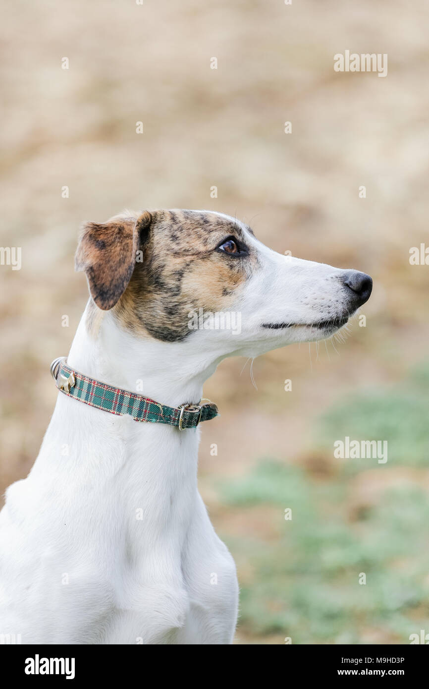 Whippet lurchers hi-res stock photography and images - Alamy