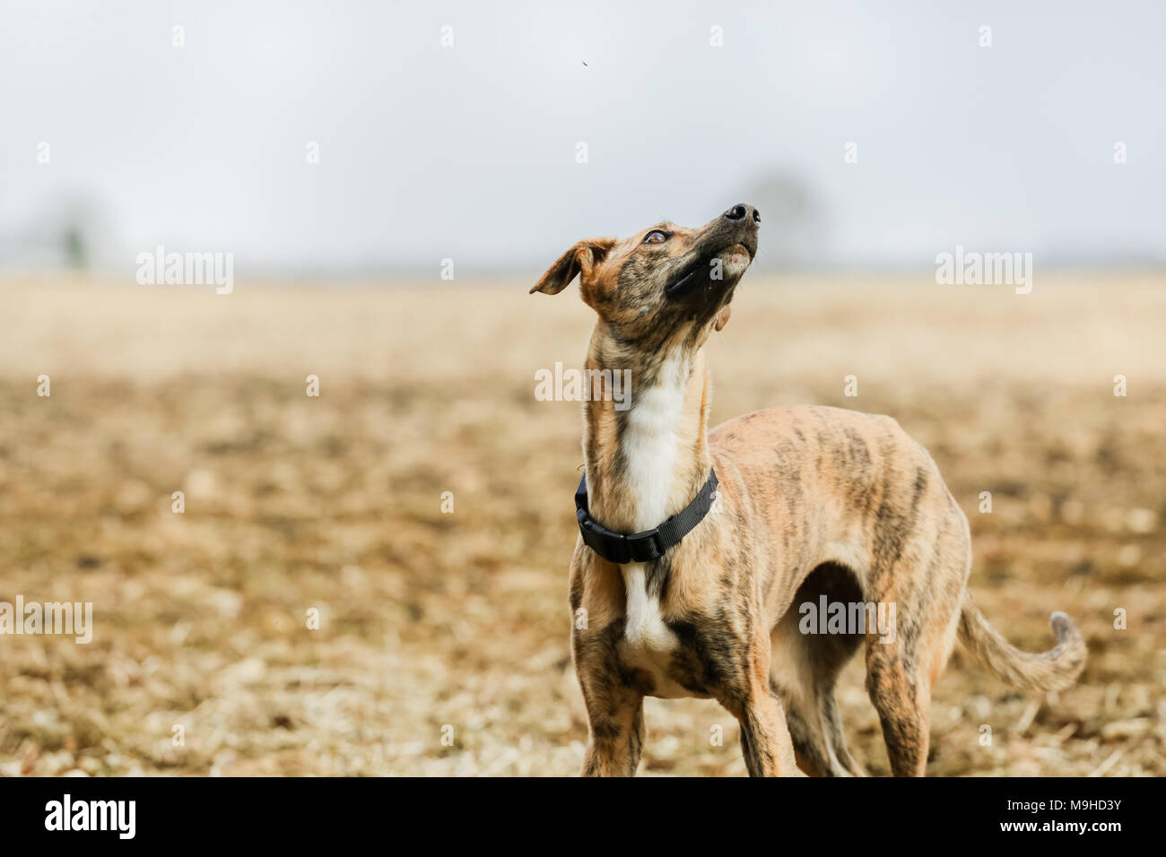 Brindle lurcher hi-res stock photography and images - Alamy