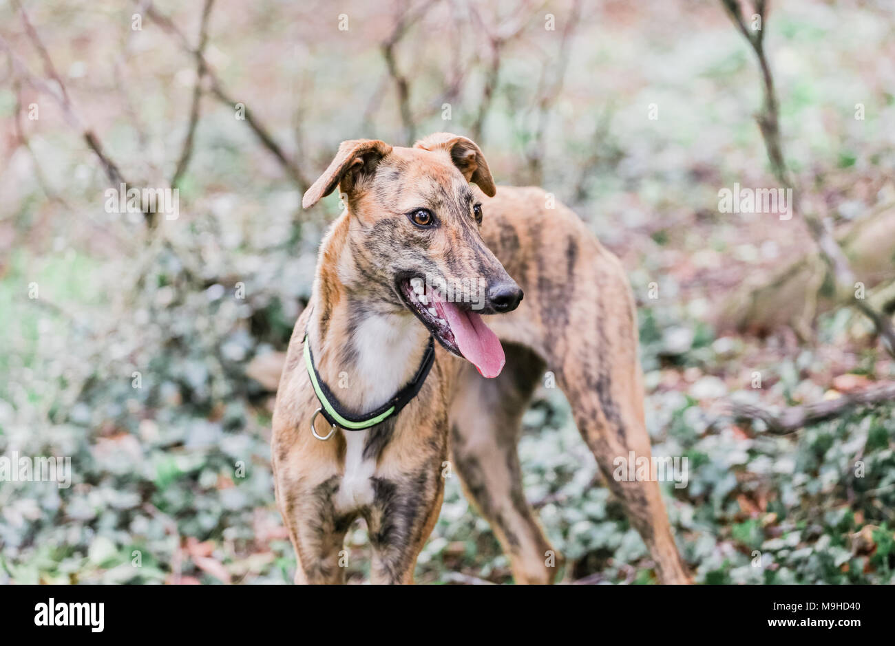 Lurcher dog out on a walk in the countryside, UK Stock Photo - Alamy