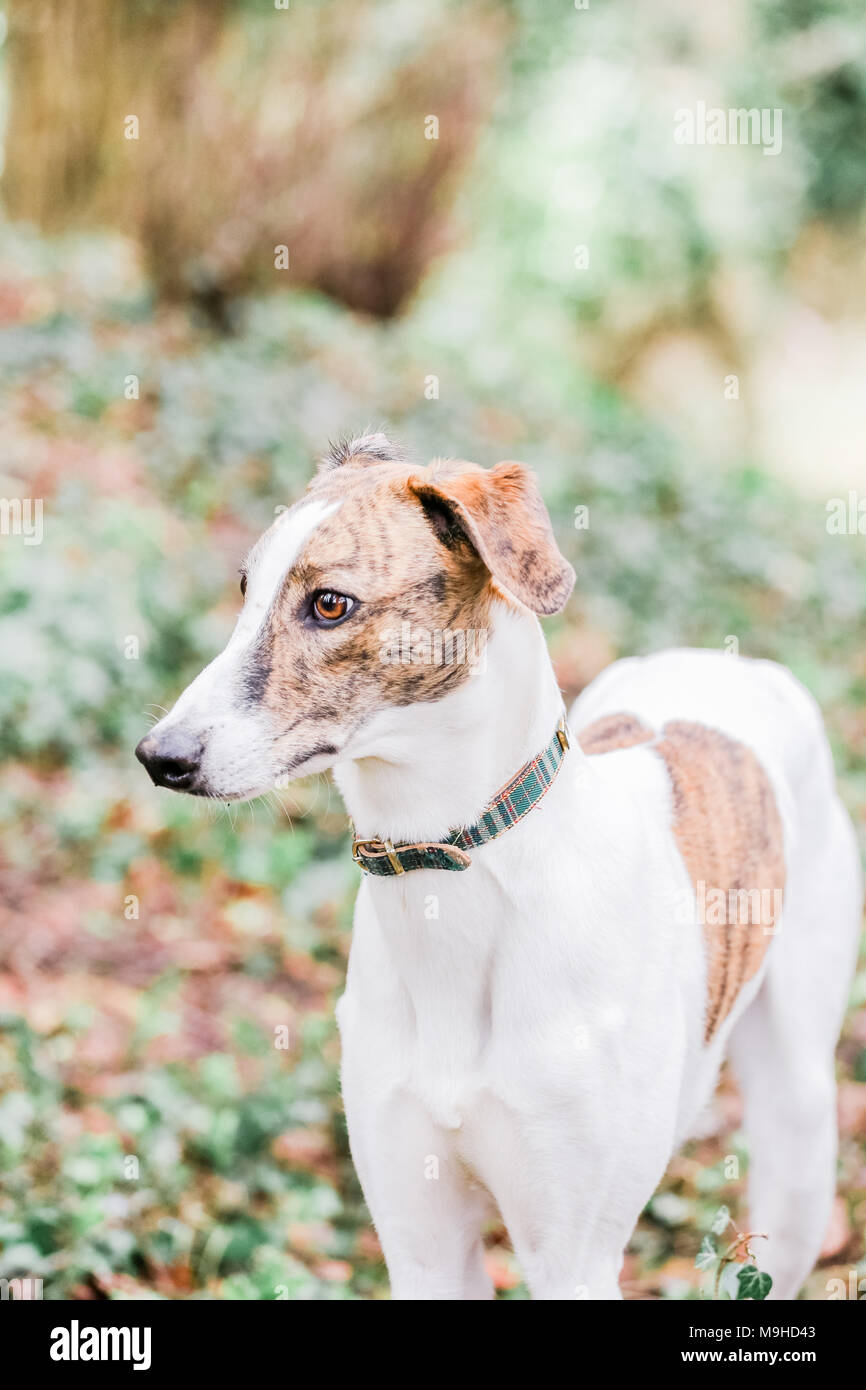 Whippet lurchers hi-res stock photography and images - Alamy