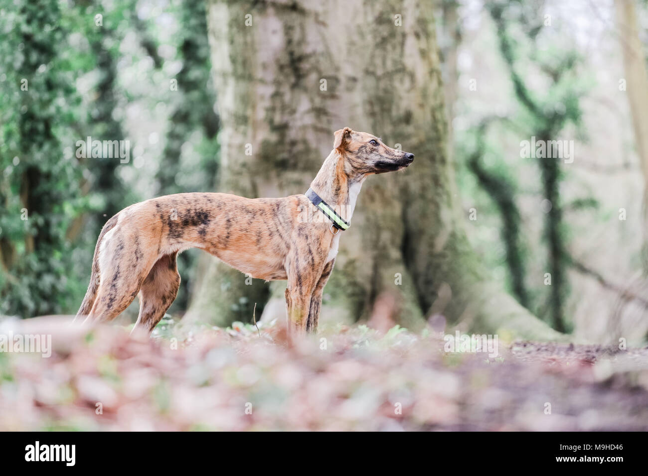 Brindle lurcher dog hi-res stock photography and images - Alamy