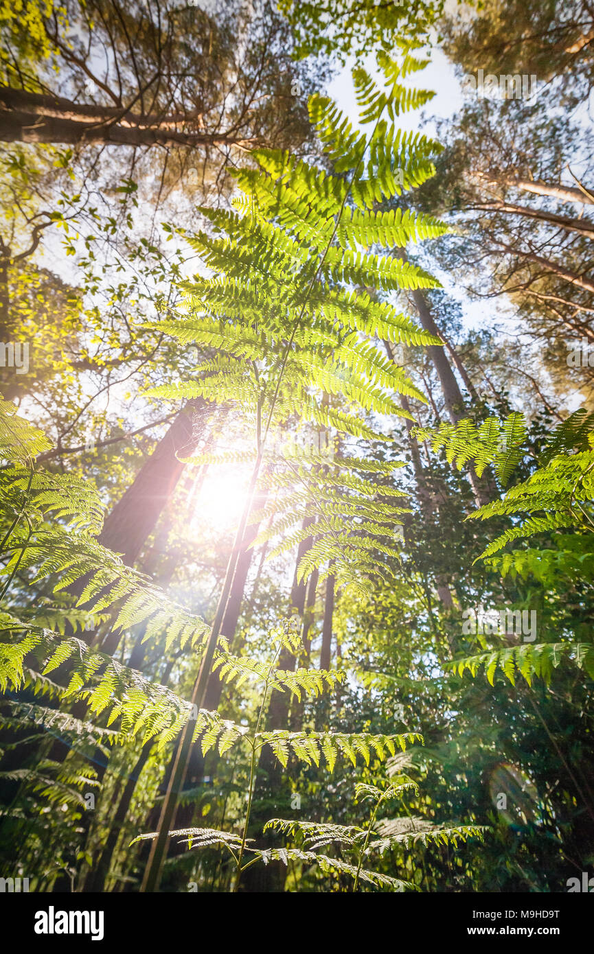 Sunlight with trees hi-res stock photography and images - Alamy