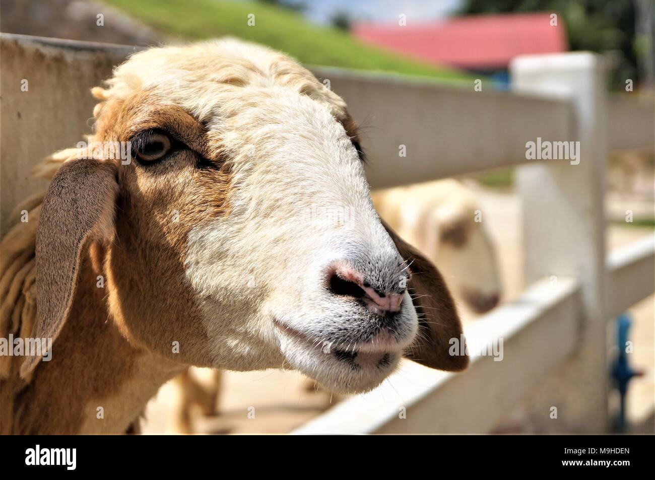 Hello sheep hi-res stock photography and images - Alamy