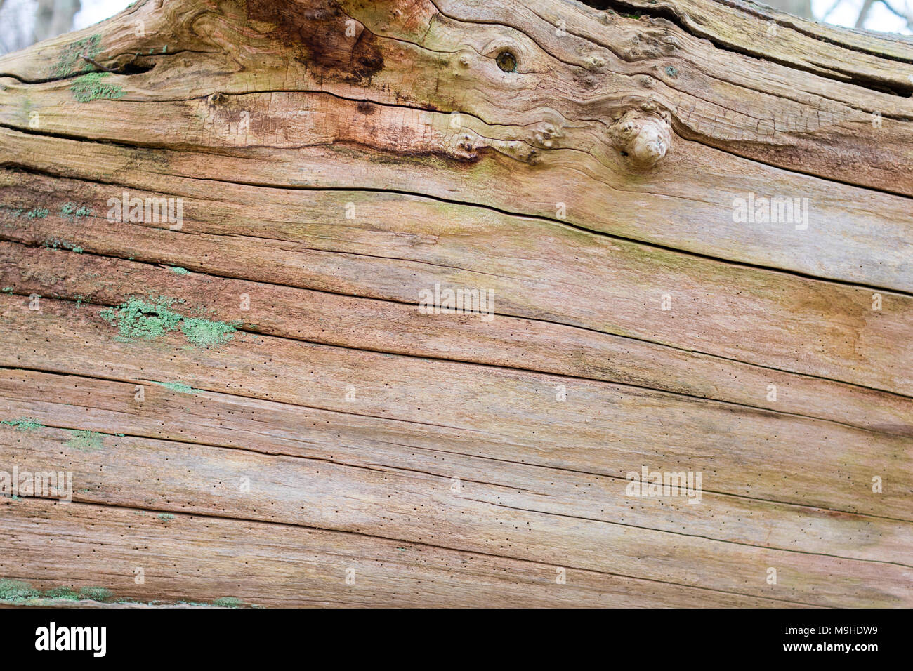 Woodworm damage hi-res stock photography and images - Alamy