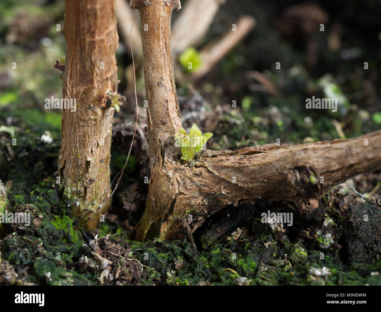 Close up of a new shoot bursting from the old growth of a fuchsia stem ...