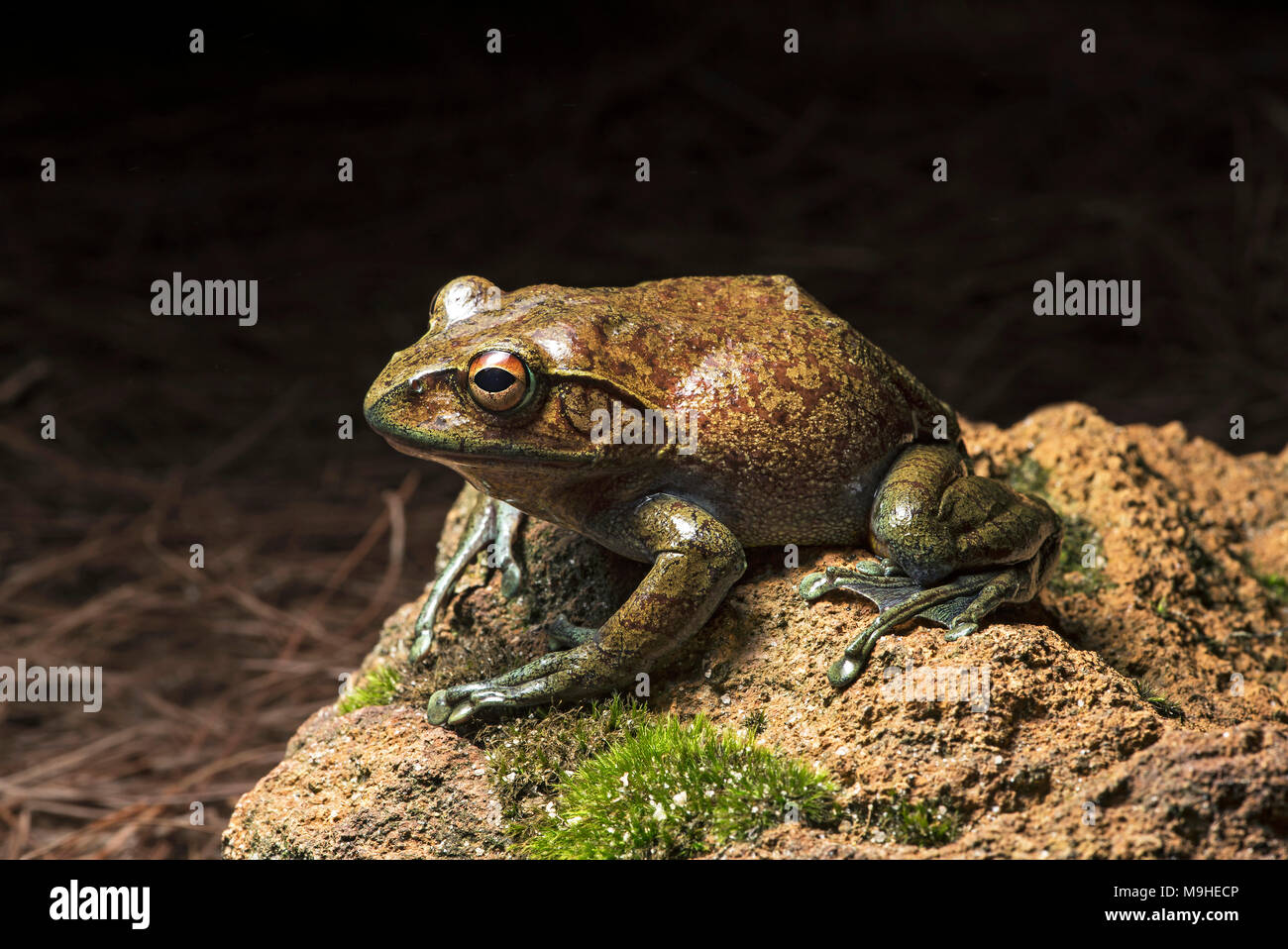 Endemic frog species Boophis goudoti, Mantellidae family, Anjozorobe ...