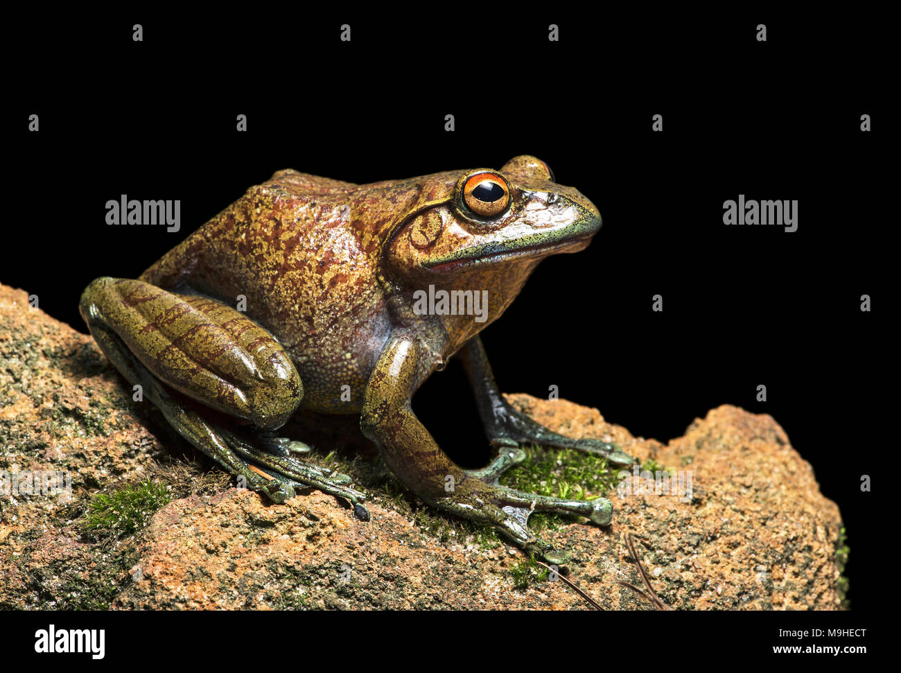 Endemic frog species Boophis goudoti, Mantellidae family, Anjozorobe ...