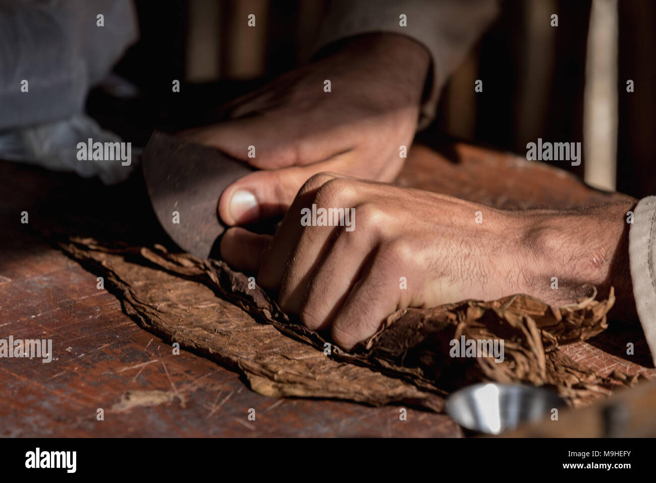 Close-up of hands wrapped from the dry tobacco leaves of a true Cuban ...